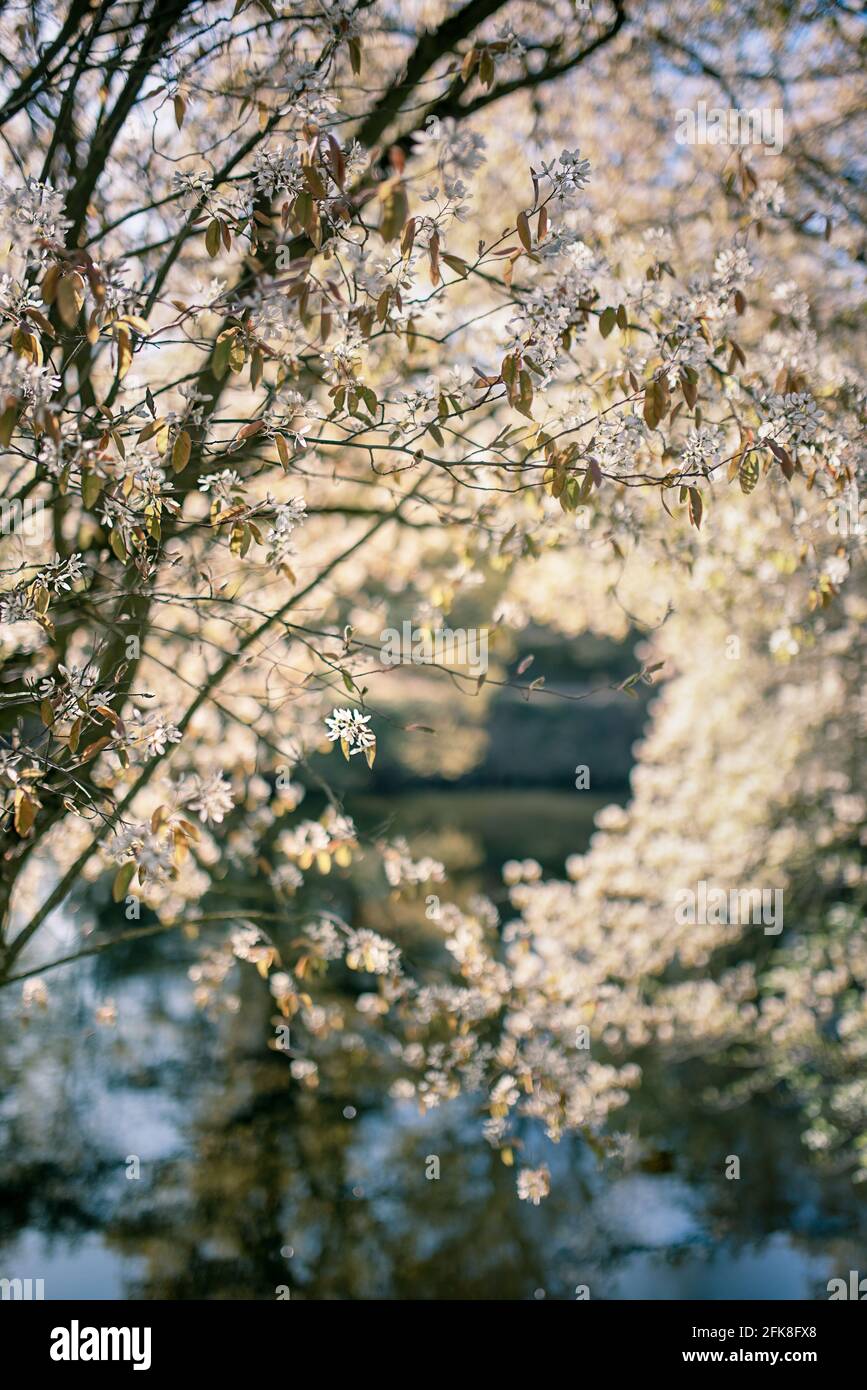 Plant tree green spring chair hi-res stock photography and images - Alamy