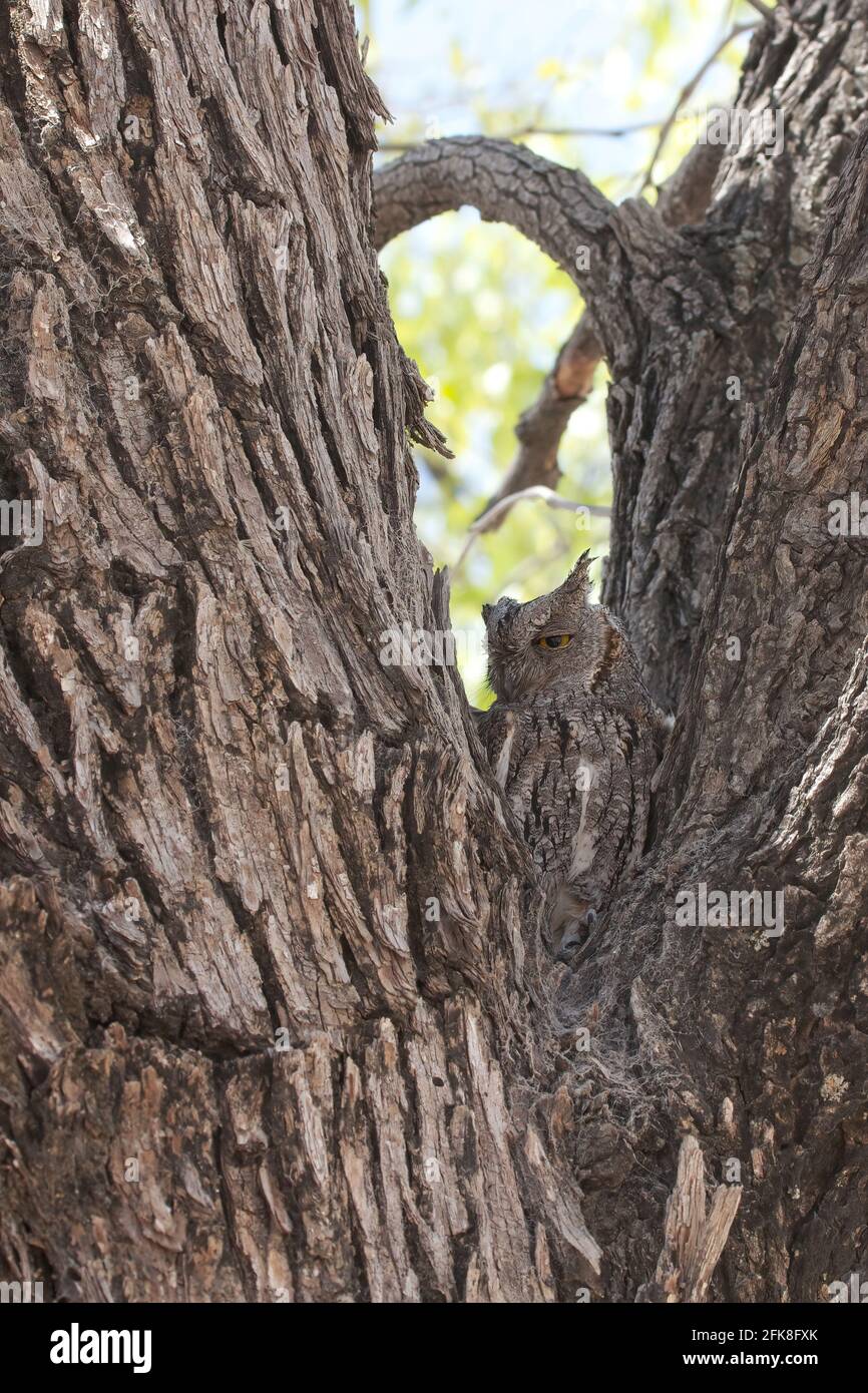 The clever owl hid itself between an intersection in the tree trunk ...