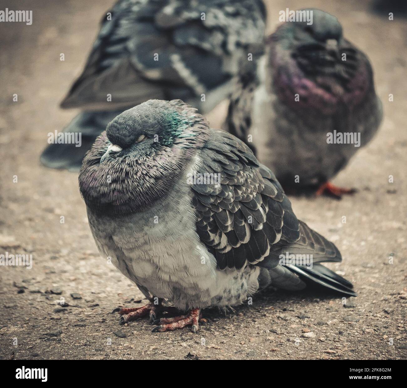 Black ruffle feathers hi-res stock photography and images - Alamy
