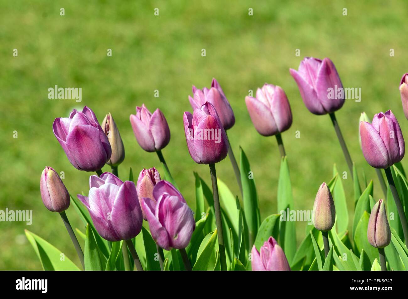 Beauty blooms hi-res stock photography and images - Alamy