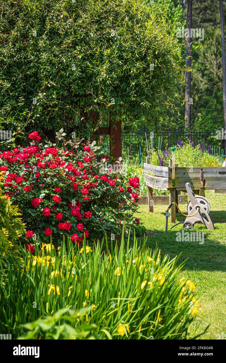 Blossoming flowers and spring plantings at the Community Garden ...