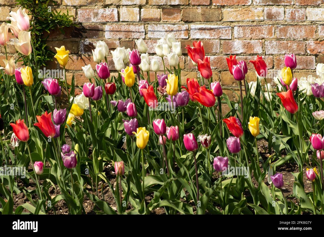 Mixed tulip planting Stock Photo - Alamy