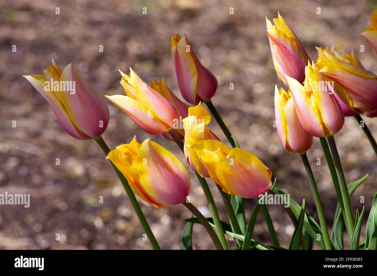 Tulip 'Blushing Beauty' Stock Photo - Alamy