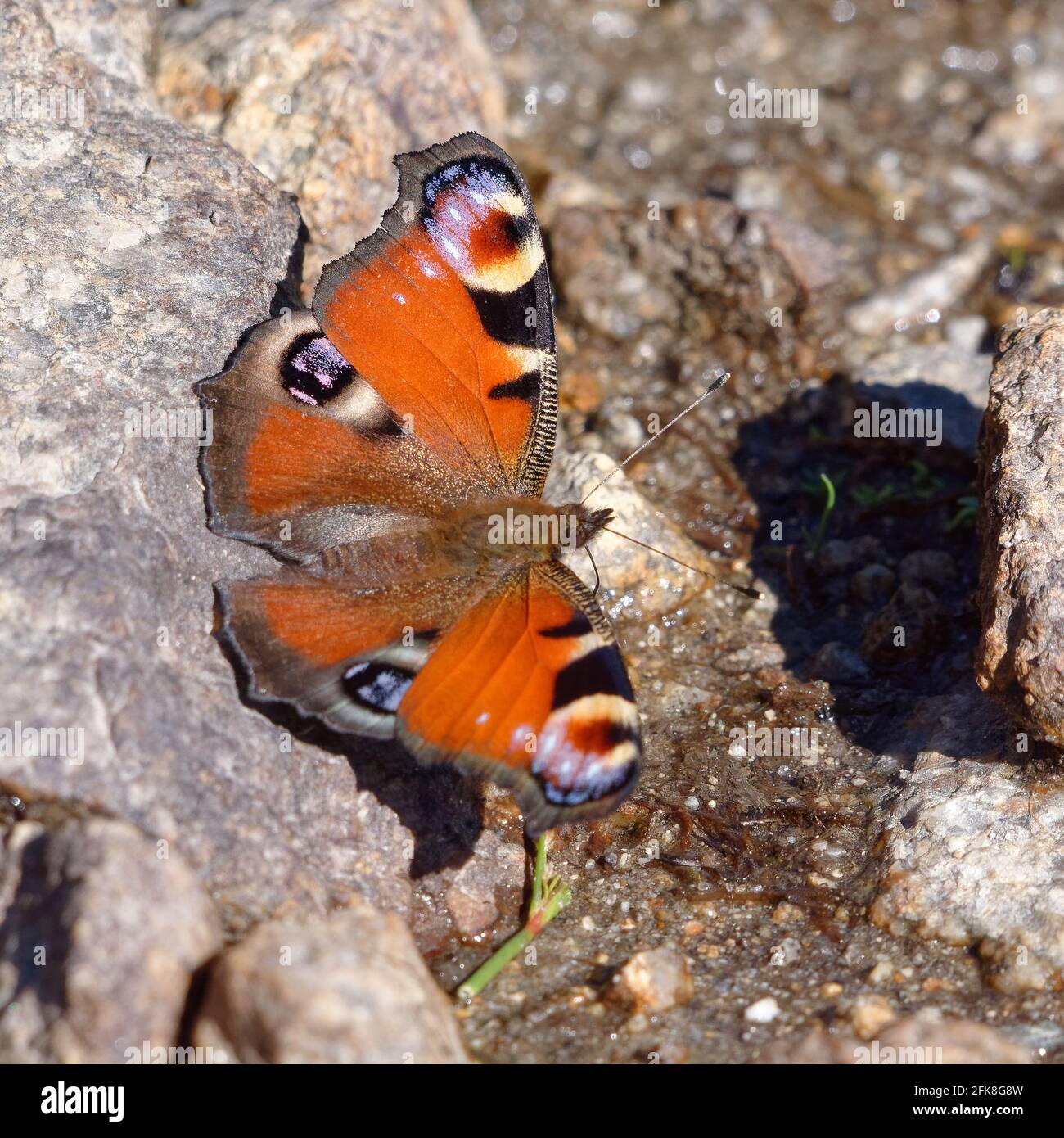 European peacock (Inachis io) on the ground Stock Photo - Alamy