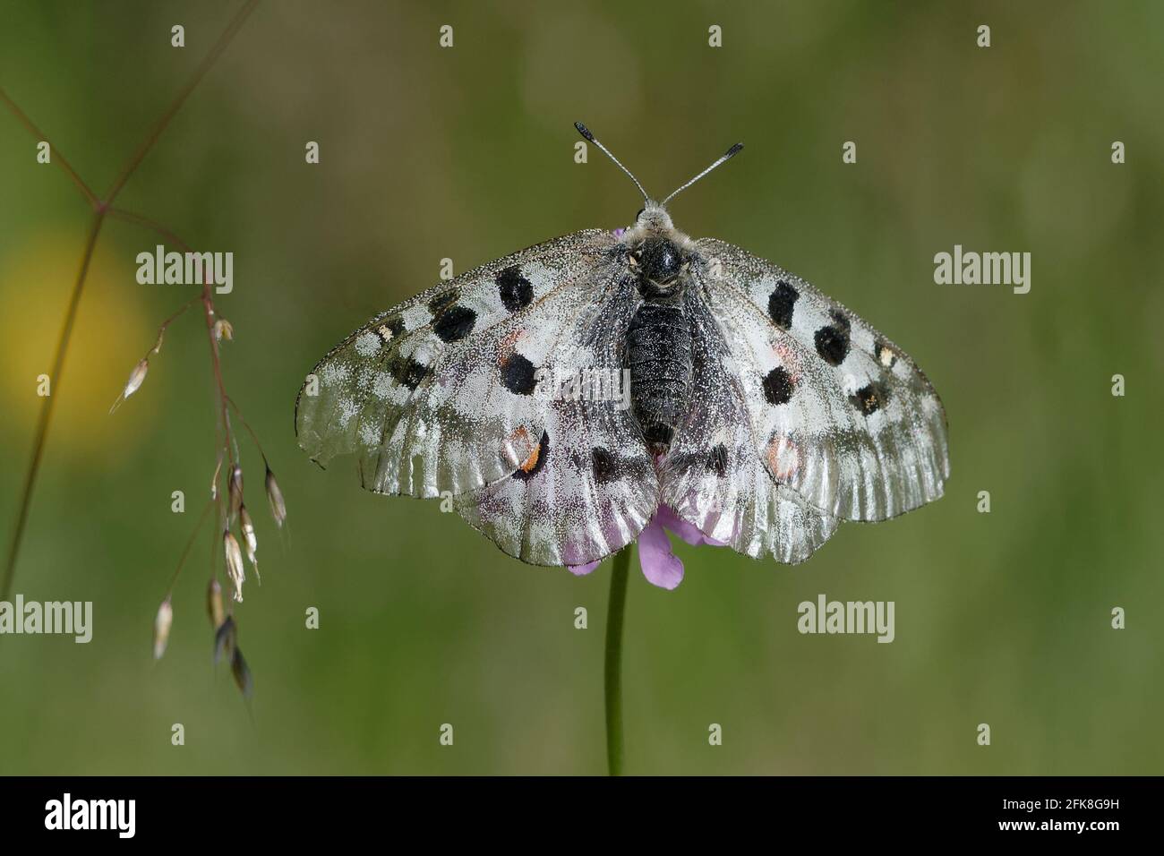Mountain Apollo (Parnassius apollo) on a flower Stock Photo - Alamy