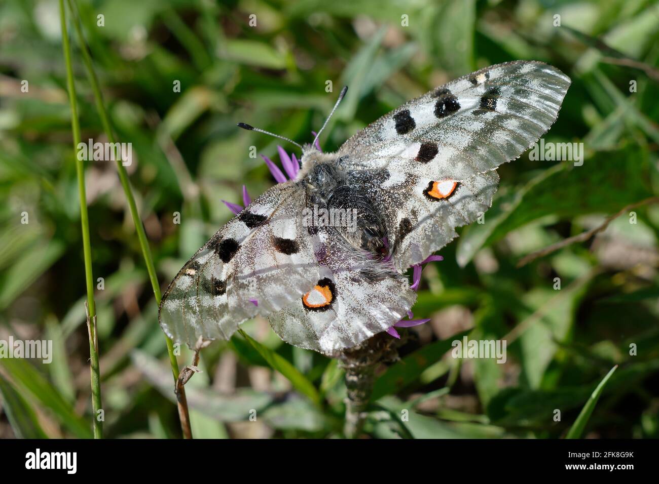 Mountain Apollo (Parnassius apollo) on a flower Stock Photo - Alamy