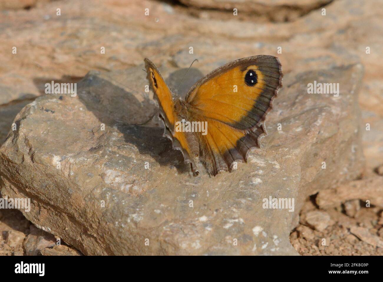 Southern gatekeeper (Pyronia cecilia Stock Photo - Alamy
