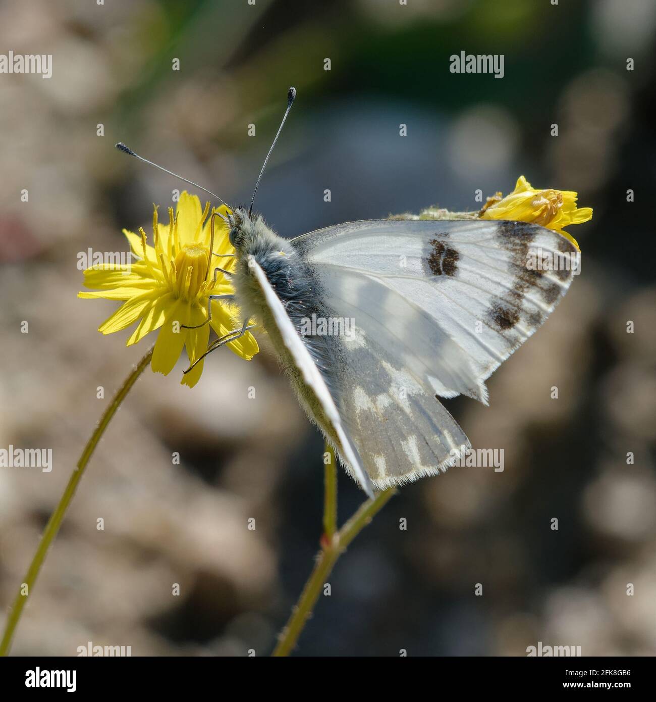 Pontia daplidice hi-res stock photography and images - Alamy