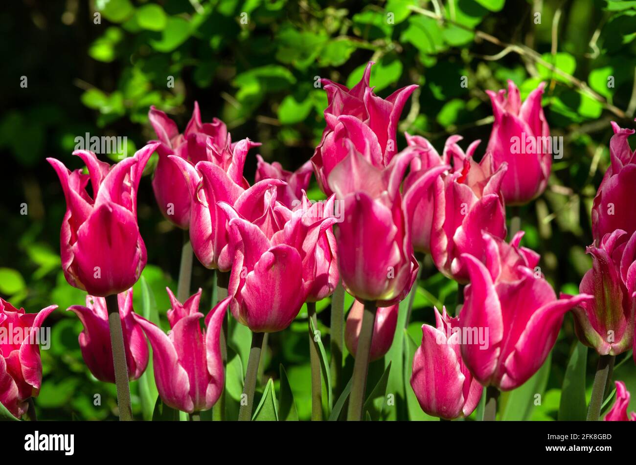 Tulip China Pink Stock Photo - Alamy