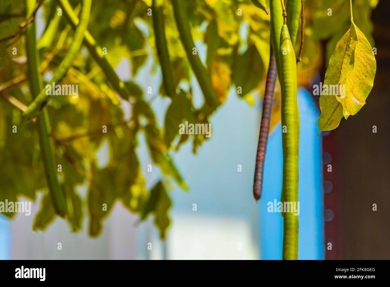 Indian Laburnum Tubular Cassia tree Golden shower tree detail with ...