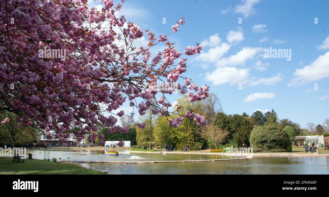 Burnby Hall Gardens in the Spring Stock Photo - Alamy