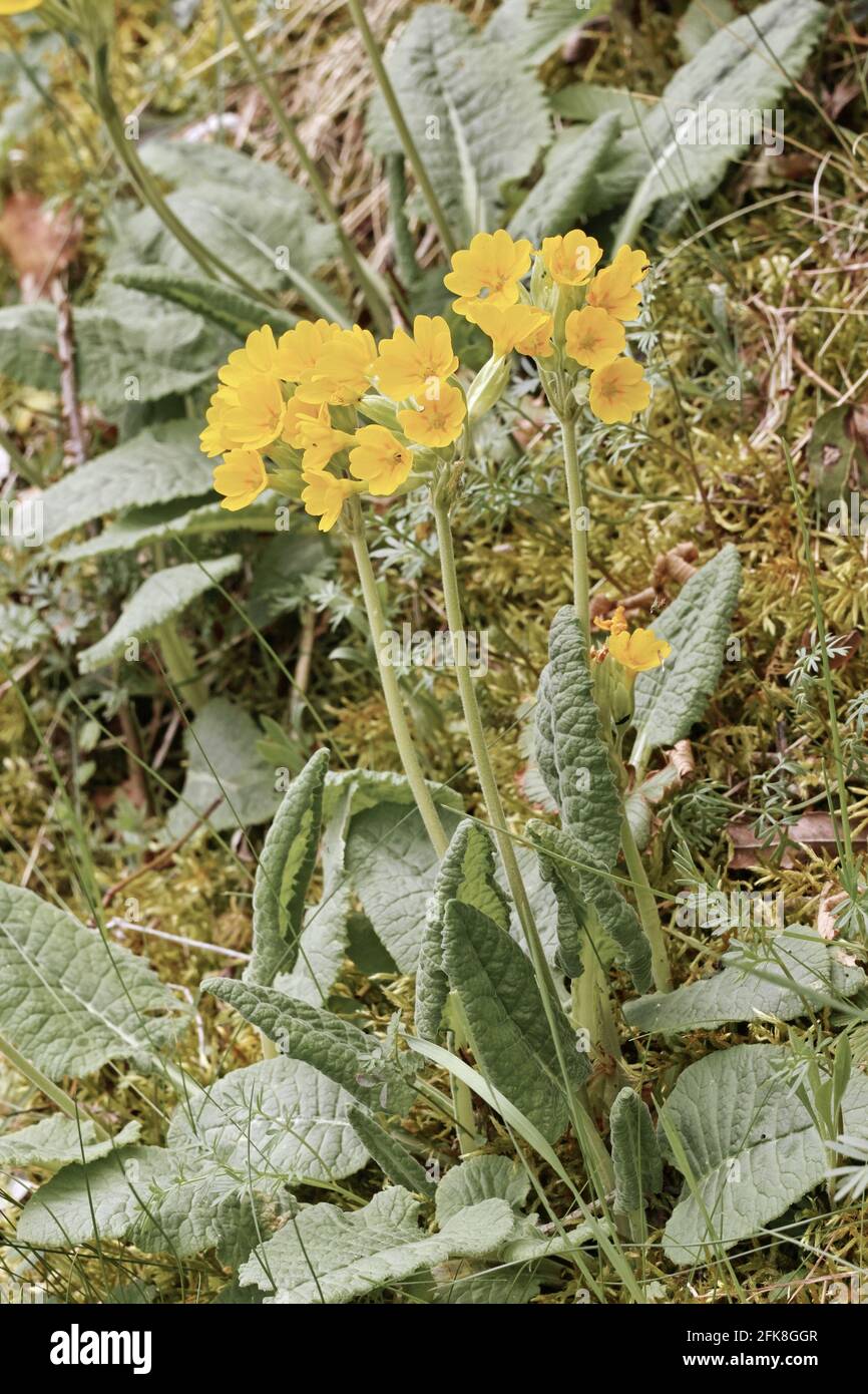 Primulaceae hi-res stock photography and images - Alamy