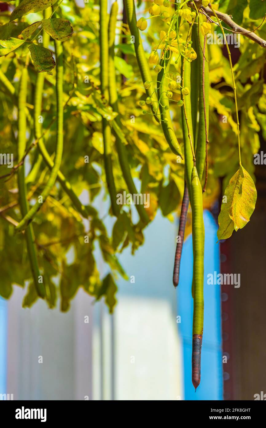 Indian Laburnum Tubular Cassia tree Golden shower tree detail with ...