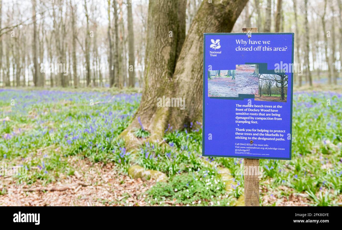 Dockey Wood Ashridge National Trust information sign Stock Photo - Alamy