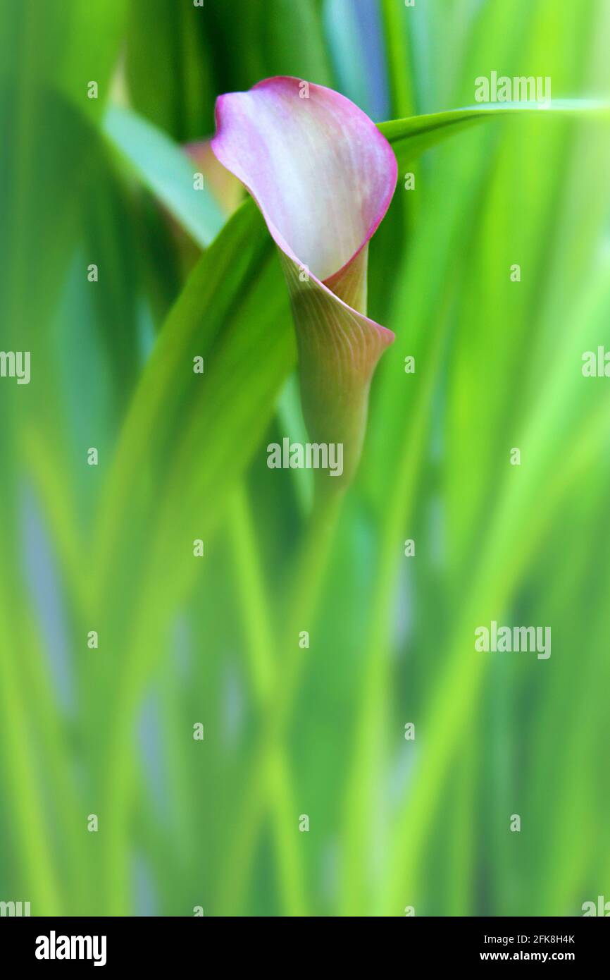 Rosa giardino hi-res stock photography and images - Alamy