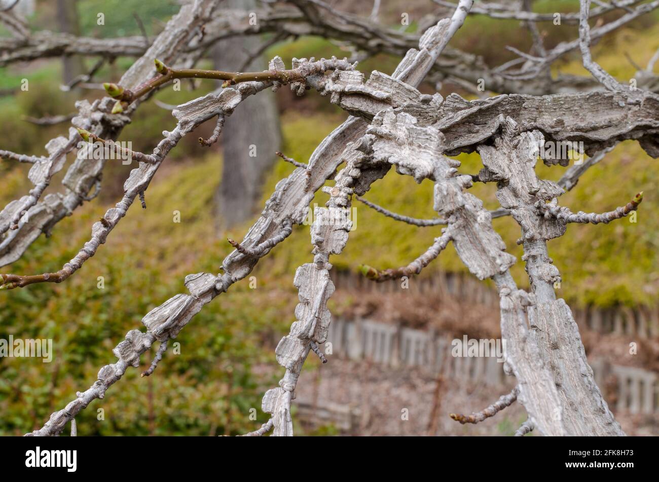 Sweetgum Tree (Liquidambar styraciflua) in spring without leaves ...