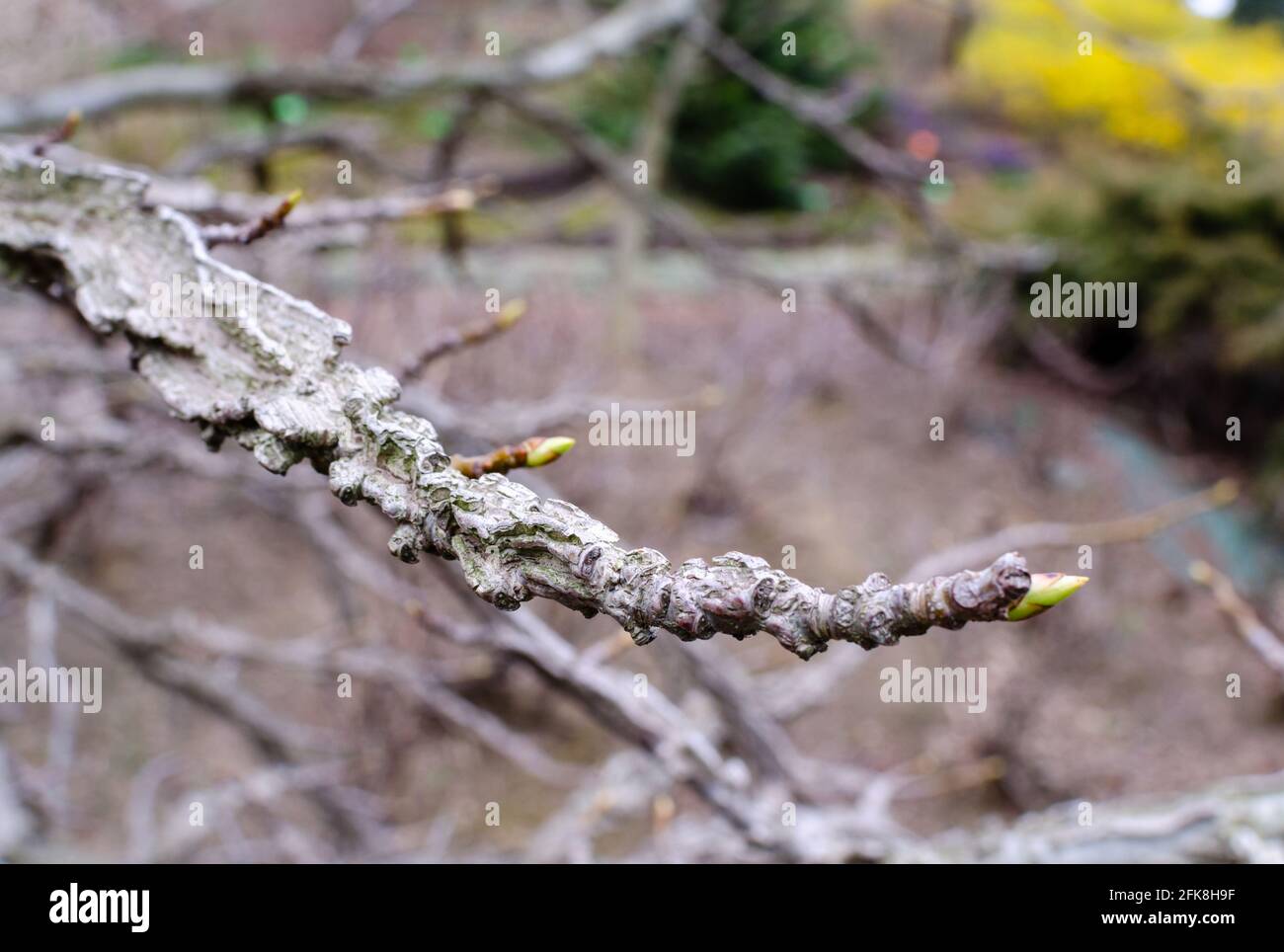 Sweetgum Tree (Liquidambar styraciflua) in spring without leaves ...