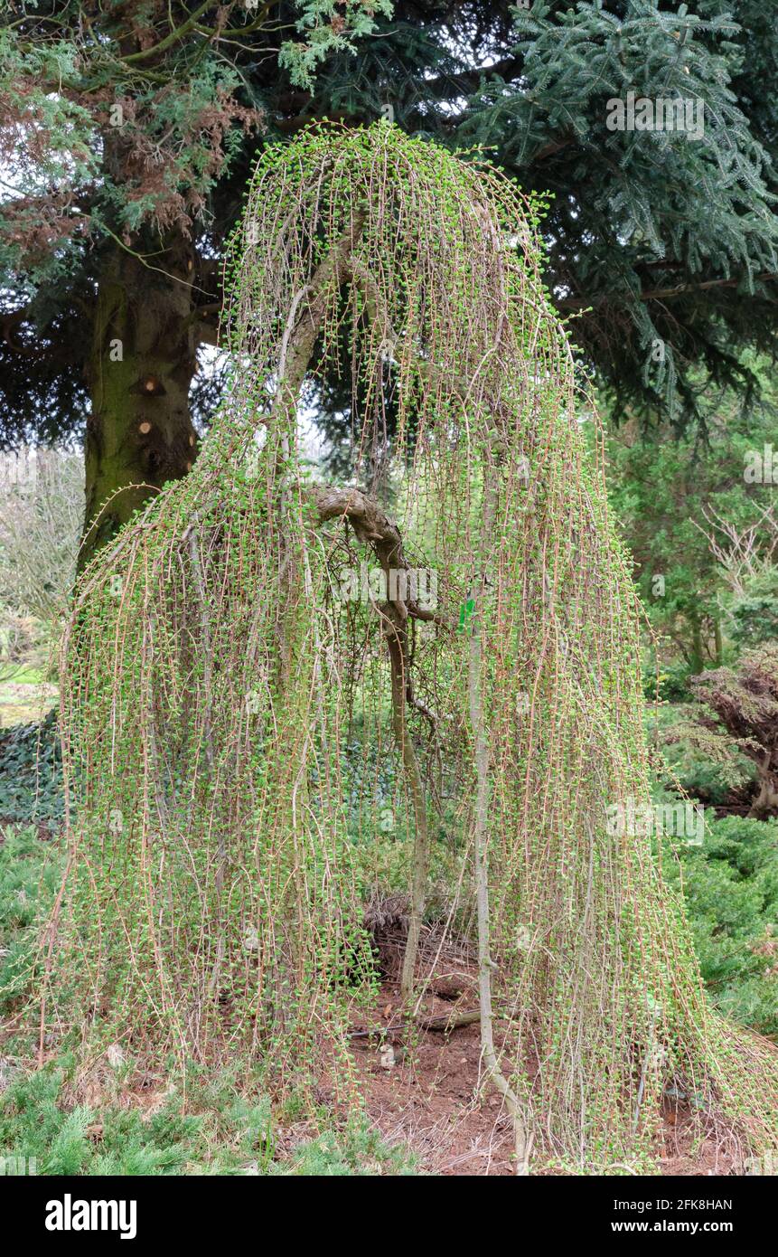 Larix kaempferi Stiff Weeping Stock Photo - Alamy