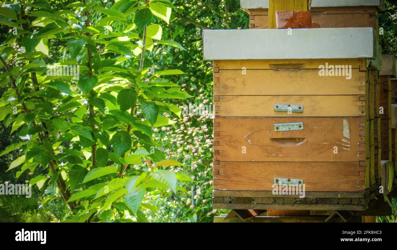 Scenes beehives with bees in nature Stock Photo - Alamy