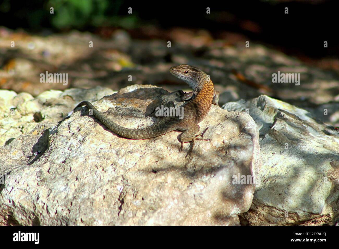 Quadrupede hi-res stock photography and images - Alamy