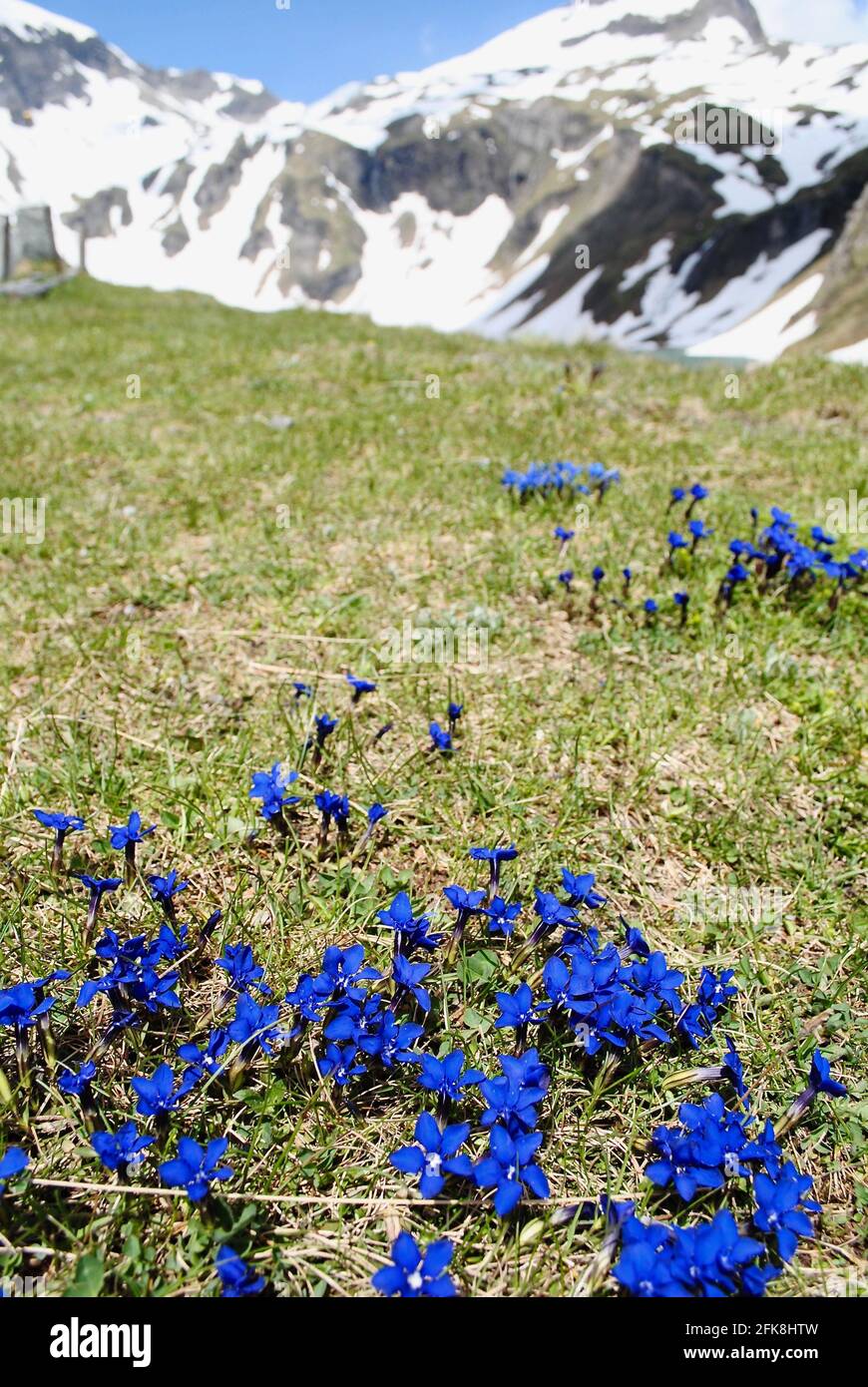 Grossglockner hochalpenstrasse hi-res stock photography and images - Alamy