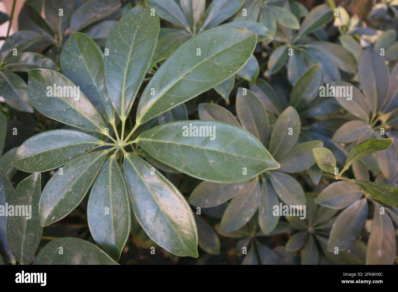 Closeup of dwarf umbrella tree (Schefflera arboricola) leaves ...