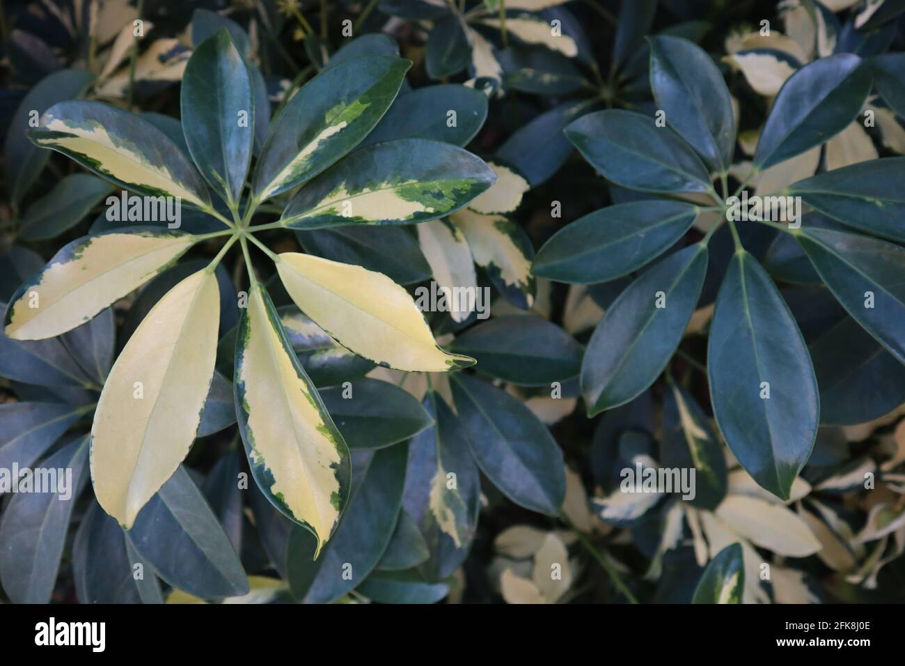 Closeup of dwarf umbrella tree (Schefflera arboricola) leaves ...