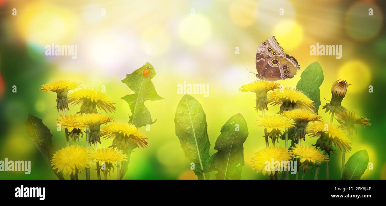 Butterfly water drops hi-res stock photography and images - Alamy