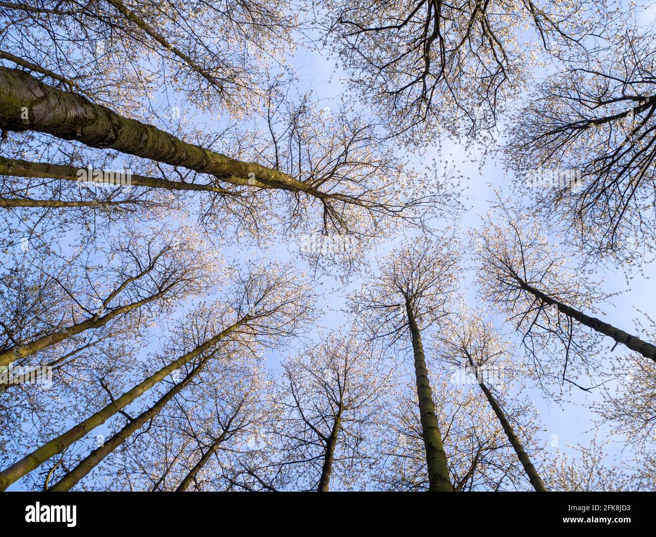 Canopy shyness from above hi-res stock photography and images - Alamy