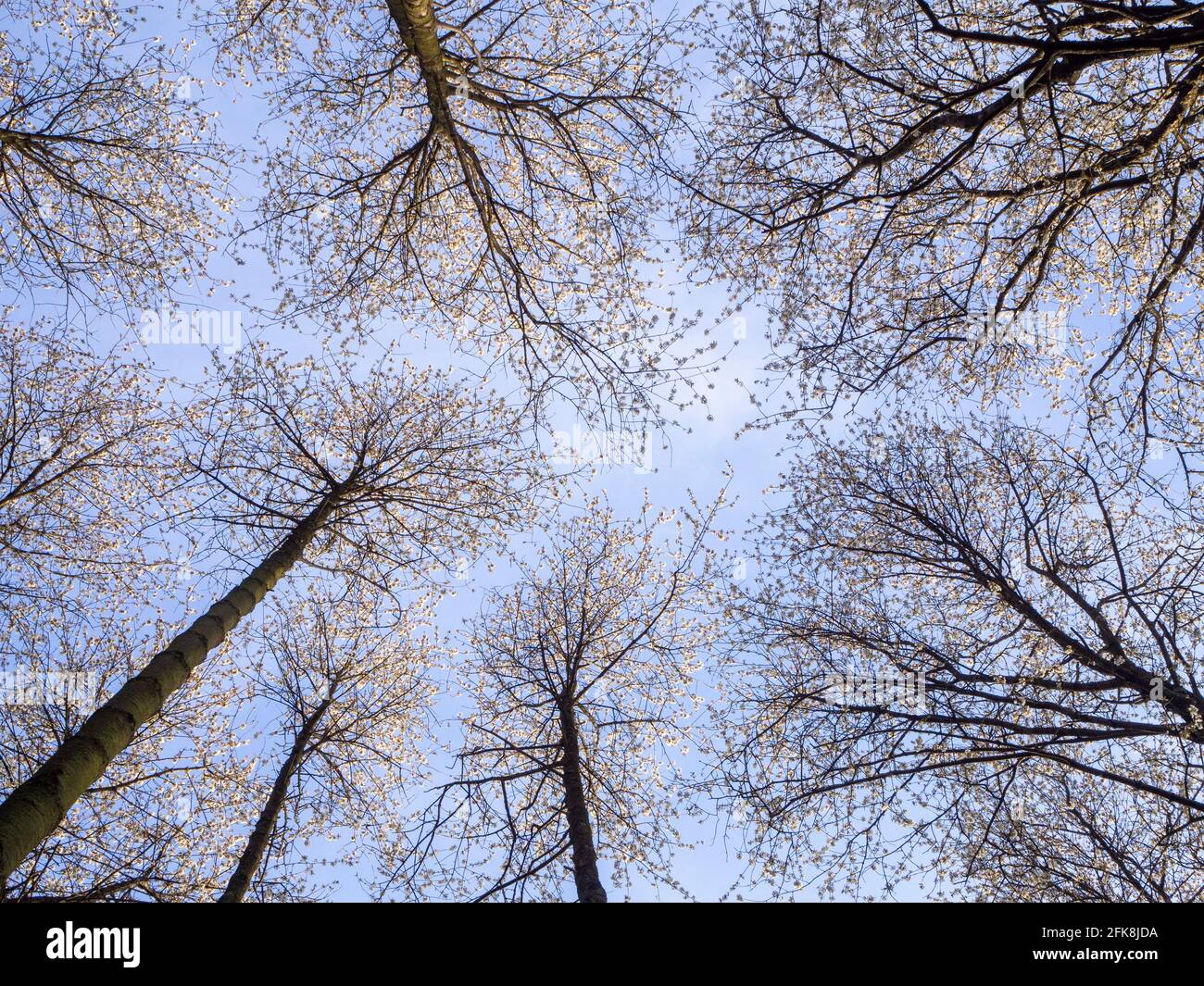 Tall Wild Cherry Trees in a woodland, reaching for the sky. Crown ...