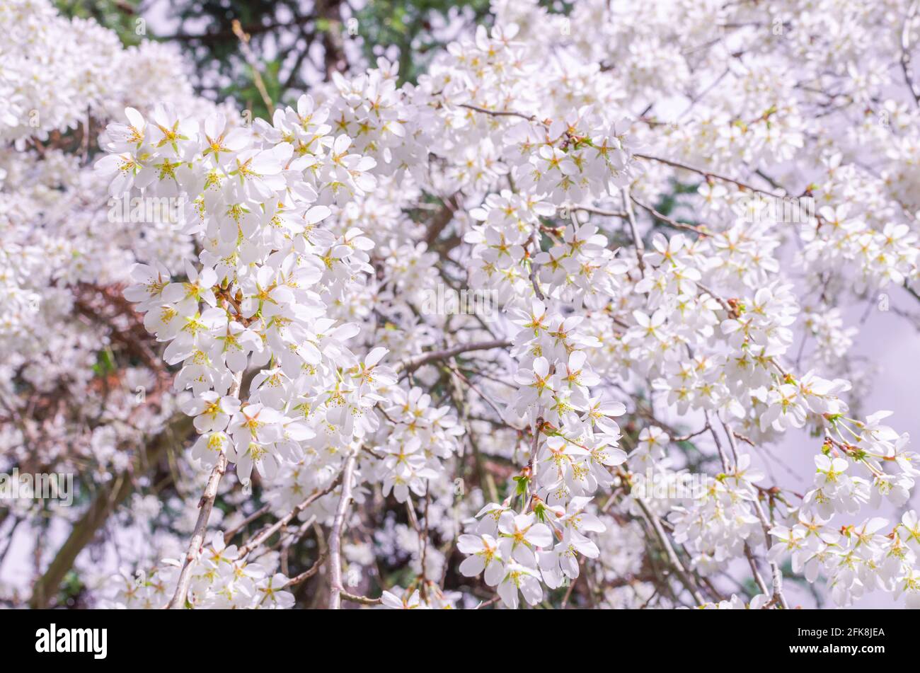 White Flowering Tree Identification