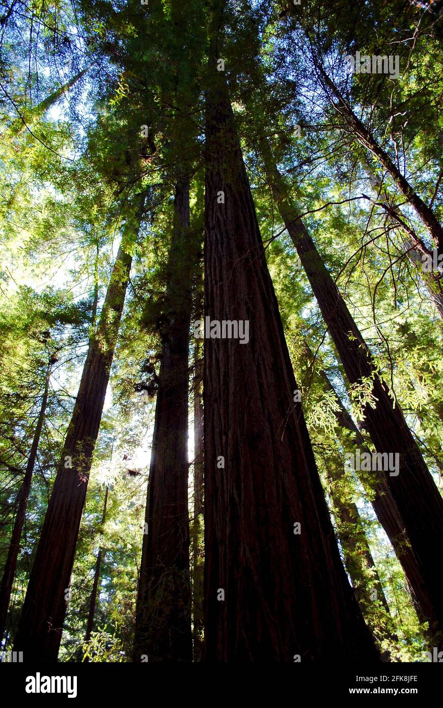 Coastal redwoods hi-res stock photography and images - Alamy