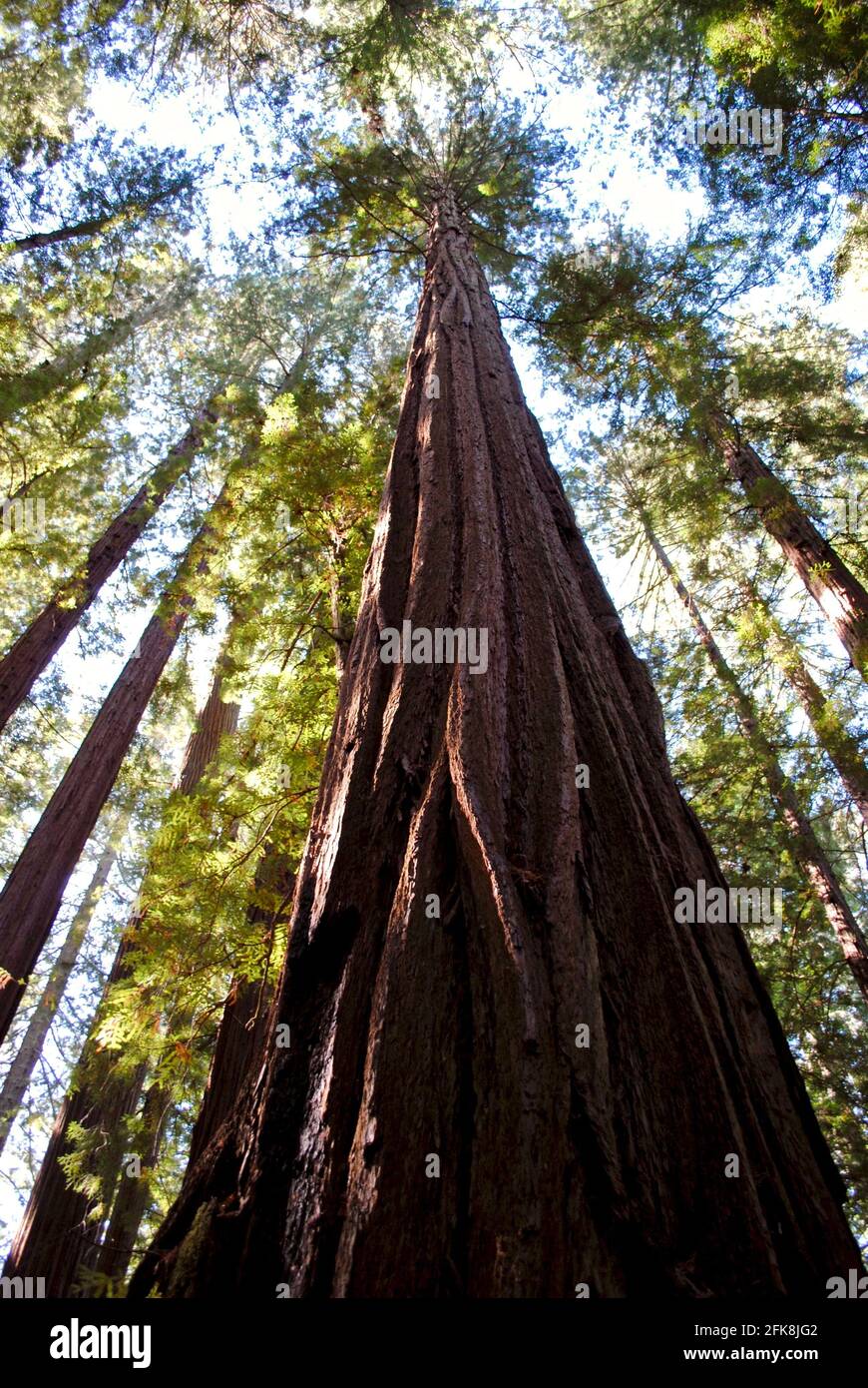 Humboldt Redwoods State Park is a state park of California, United ...