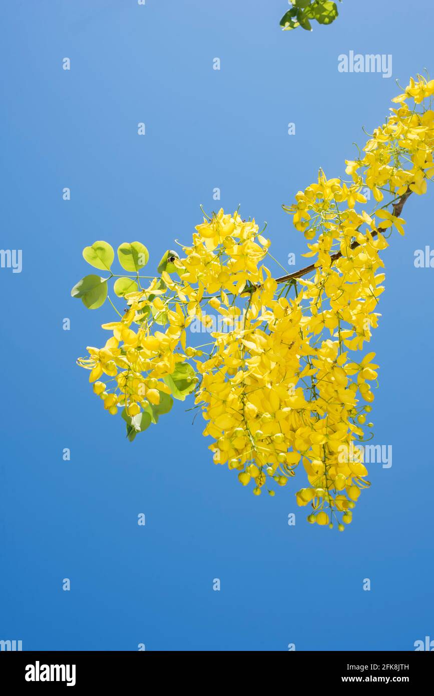 Pendulous flowers hi-res stock photography and images - Alamy