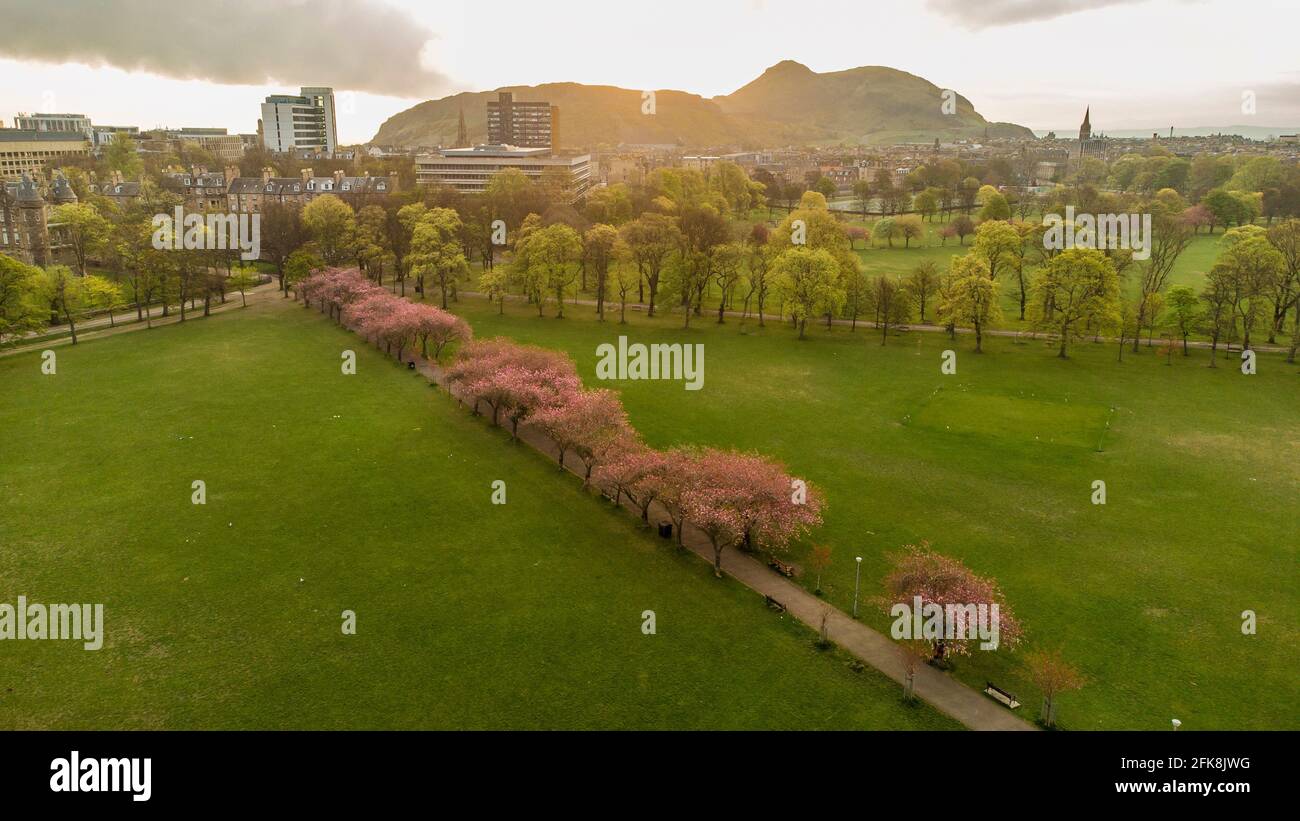 Aerial pictures Edinburgh's Meadows of which its cherry blossoms are in ...