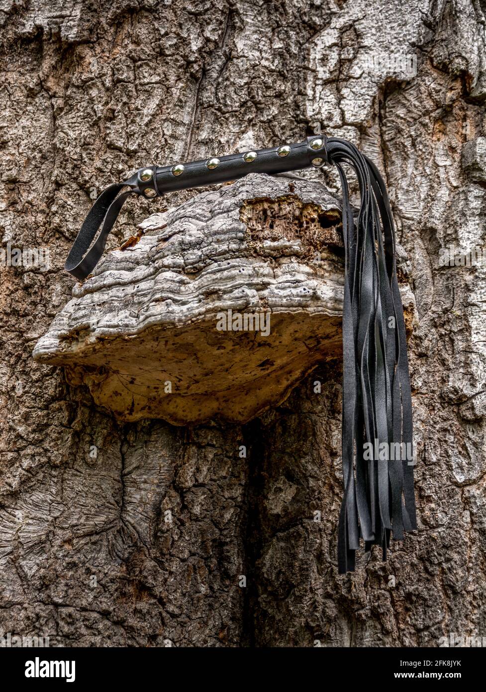 Vertical shot of a black whip put on a mushroom on a tree trunk Stock ...