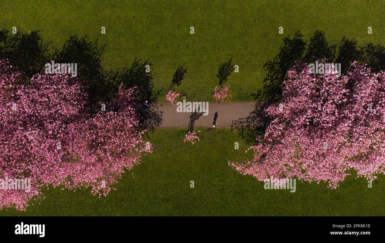 Aerial pictures Edinburgh's Meadows of which its cherry blossoms are in ...