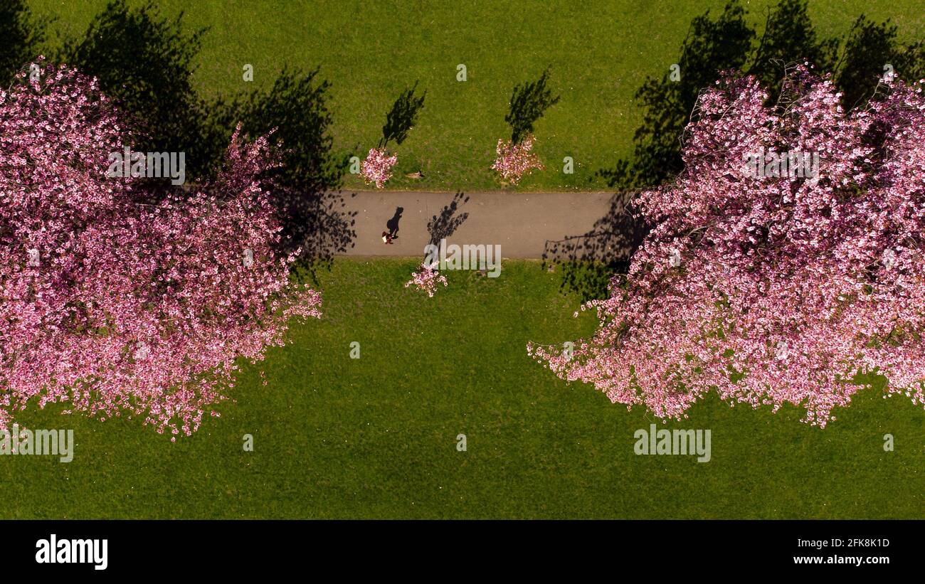 Aerial pictures Edinburgh's Meadows of which its cherry blossoms are in ...