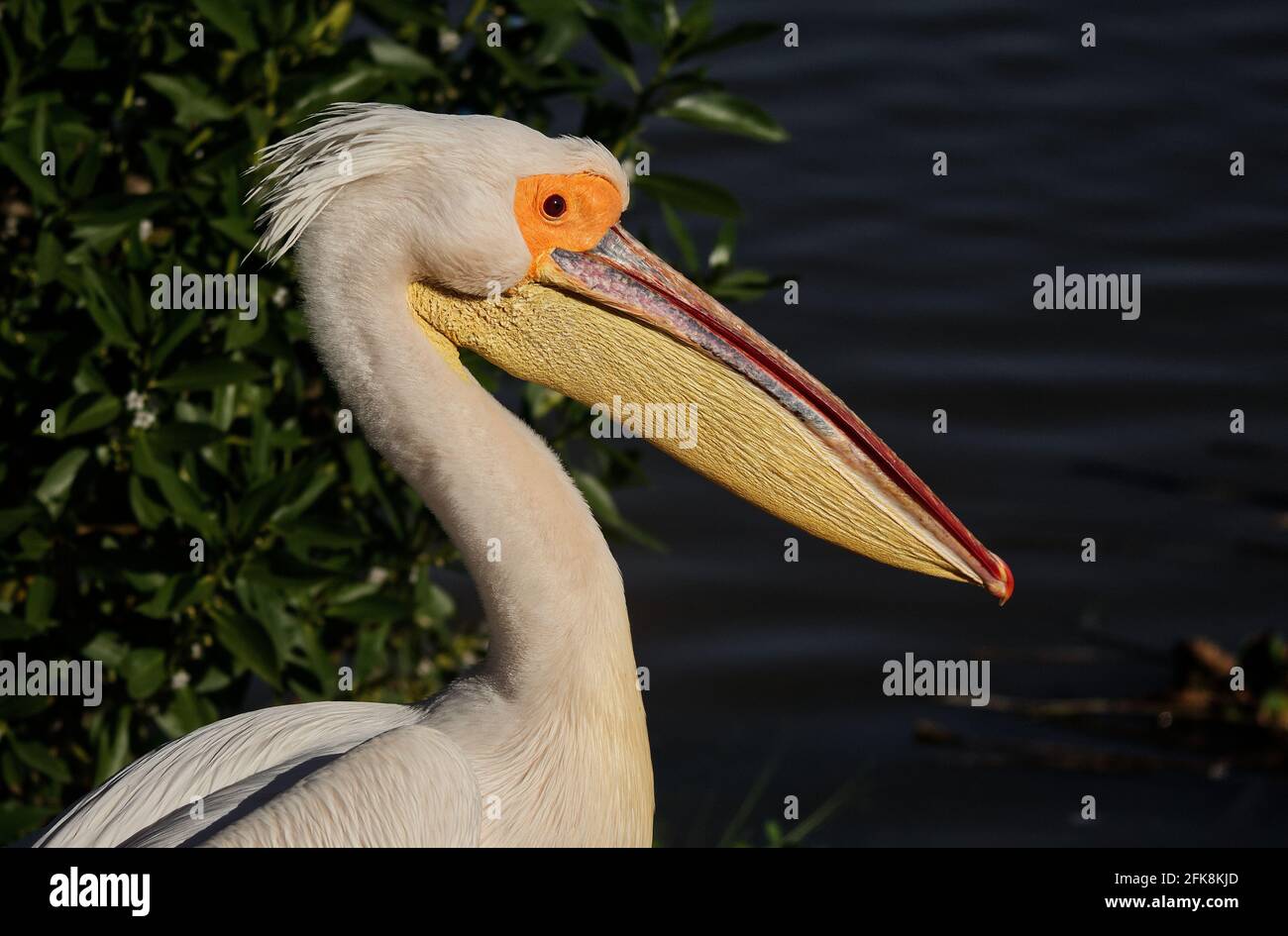 pelican portrait in front of river side Stock Photo - Alamy