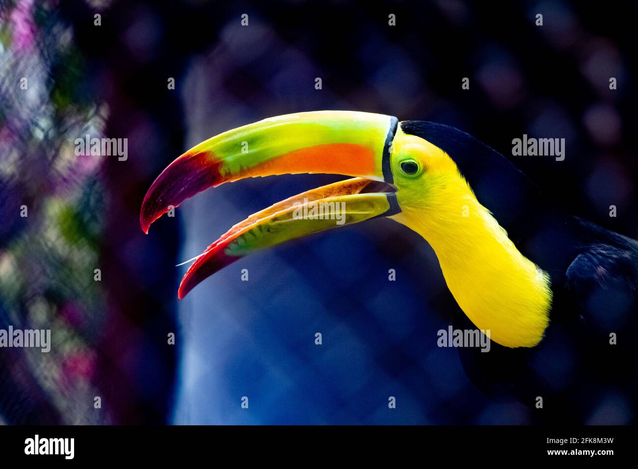 Closeup shot toucan bird hi-res stock photography and images - Alamy