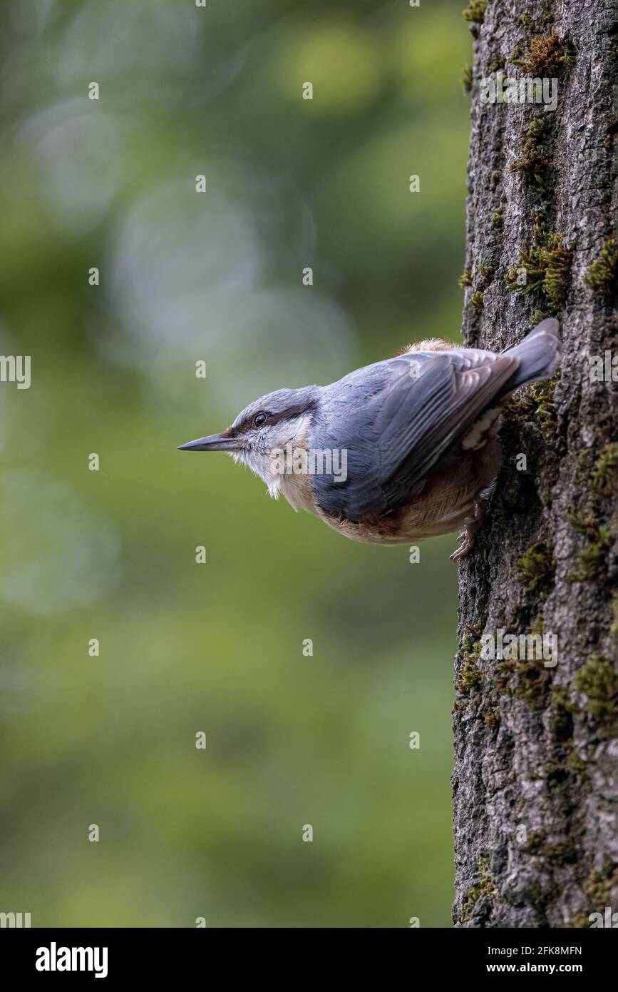 Nuthatch climb hi-res stock photography and images - Alamy
