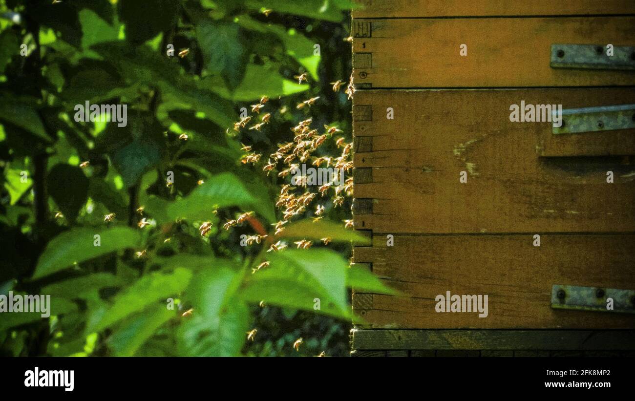 Scenes beehives with bees in nature Stock Photo - Alamy