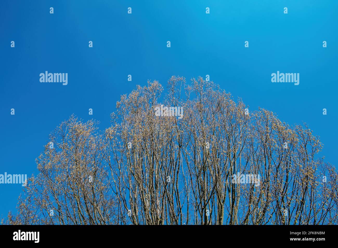 Large canopy of poplar tree in spring with clear blue sky Stock Photo ...