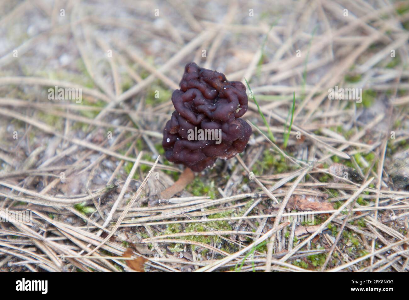Gyromitra esculenta hi-res stock photography and images - Alamy