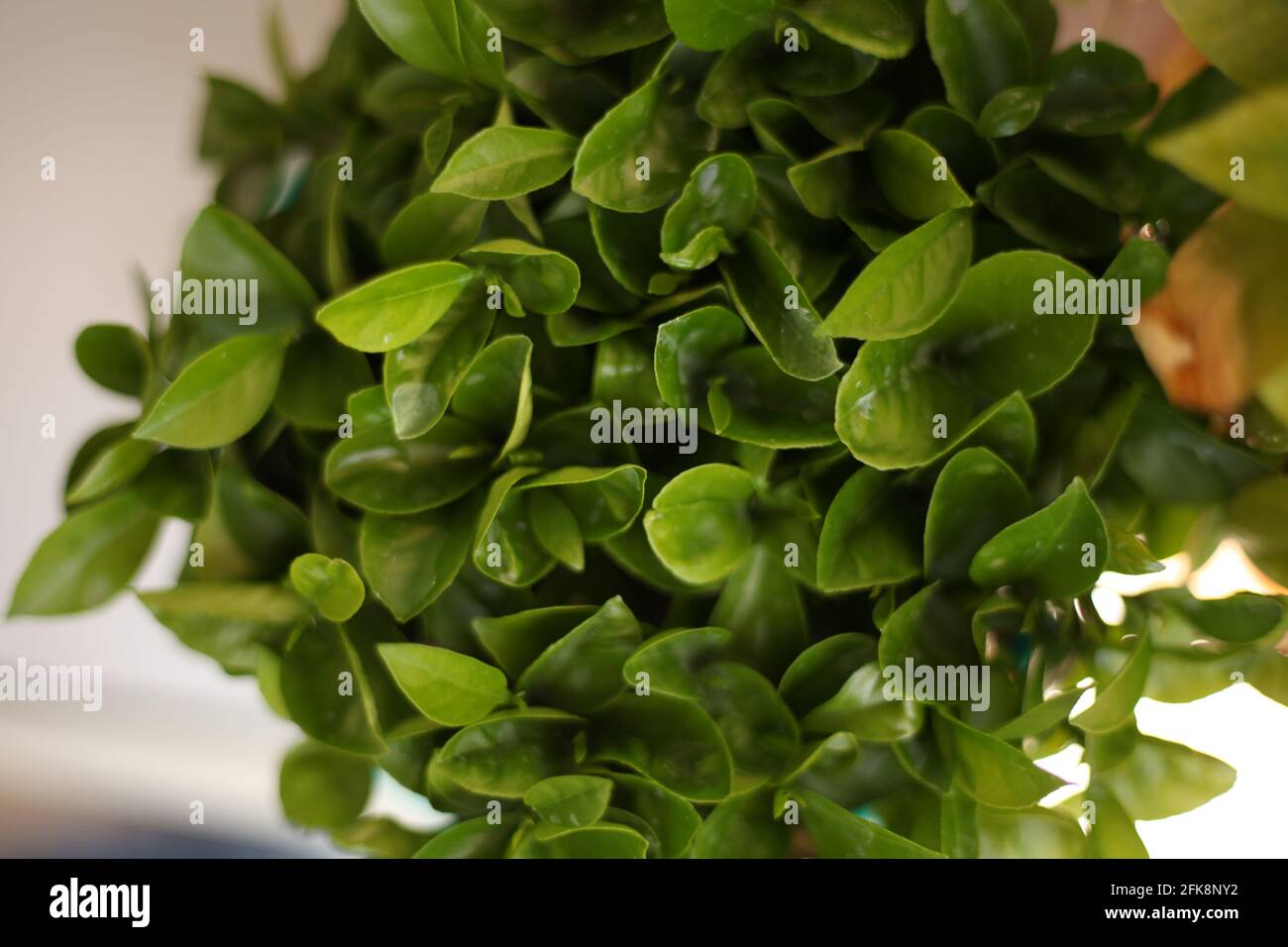 Close-up shot of the green leaves of a Ruscus hypophyllum plant Stock ...