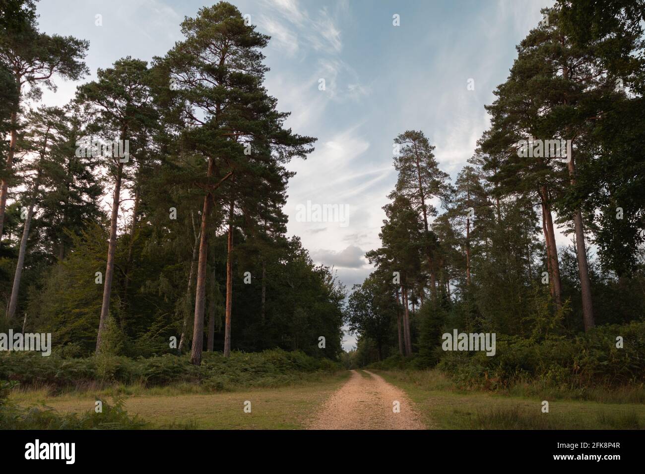 A path leading through the forest with towering trees either side and a ...