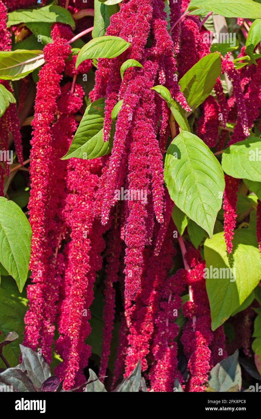 Flowering garden foxtail, Amaranthus caudatus Stock Photo - Alamy