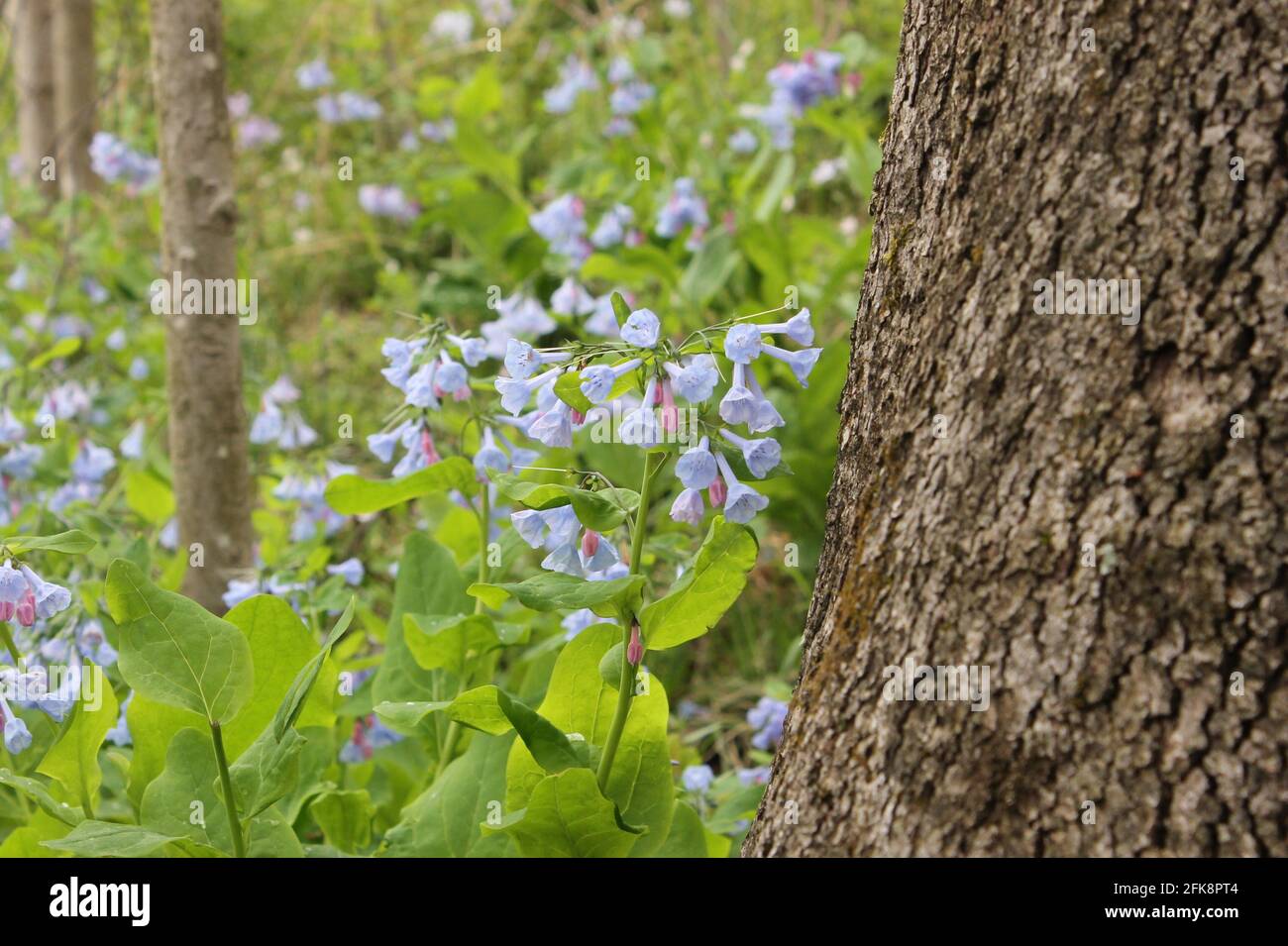 Virginia bluebells flowers hi-res stock photography and images - Alamy