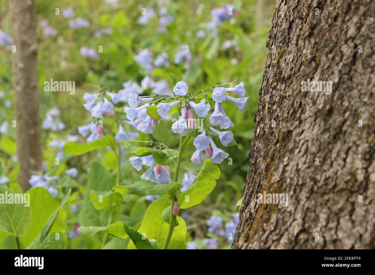 Virginia brown river hi-res stock photography and images - Alamy