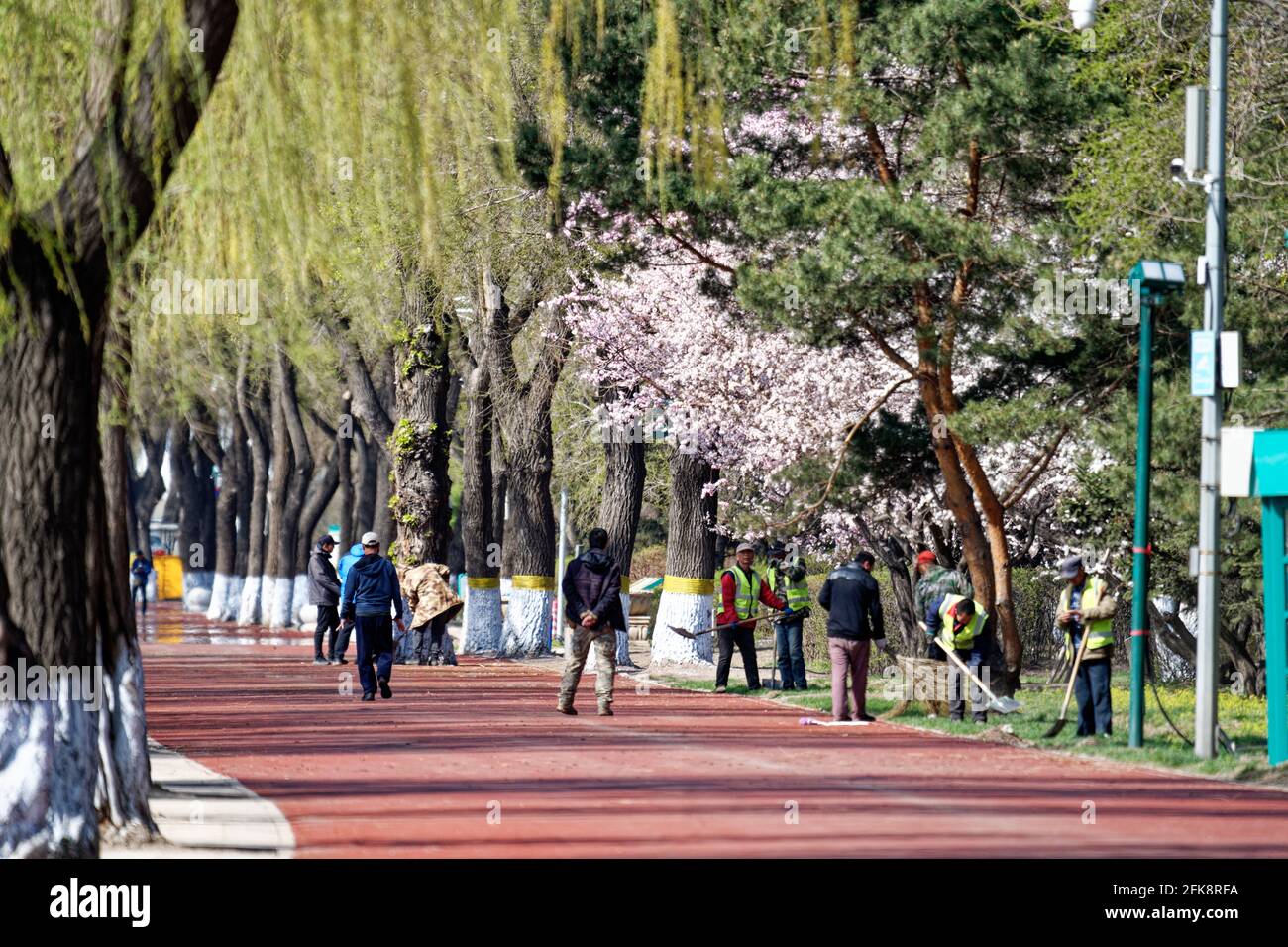A walk in the park red asphalt road tall trees sunshine Stock Photo - Alamy
